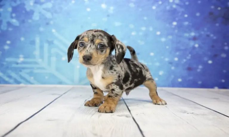 How Chiweenies Earned Their Adorable Moniker - teamchasedog.com